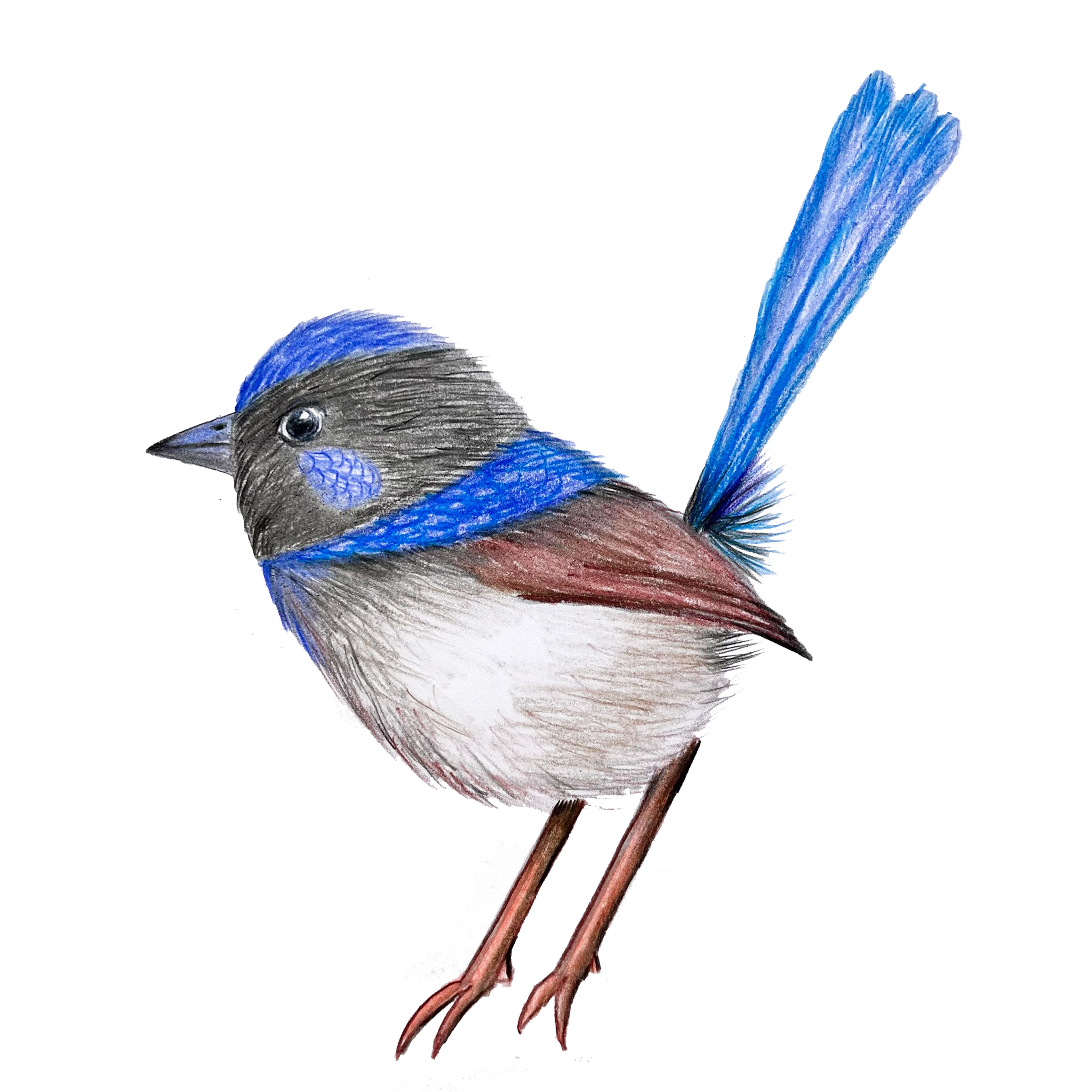 Kid's Drawing Class 8 to 12 years - How to draw a Fairy Wren | Belle ...