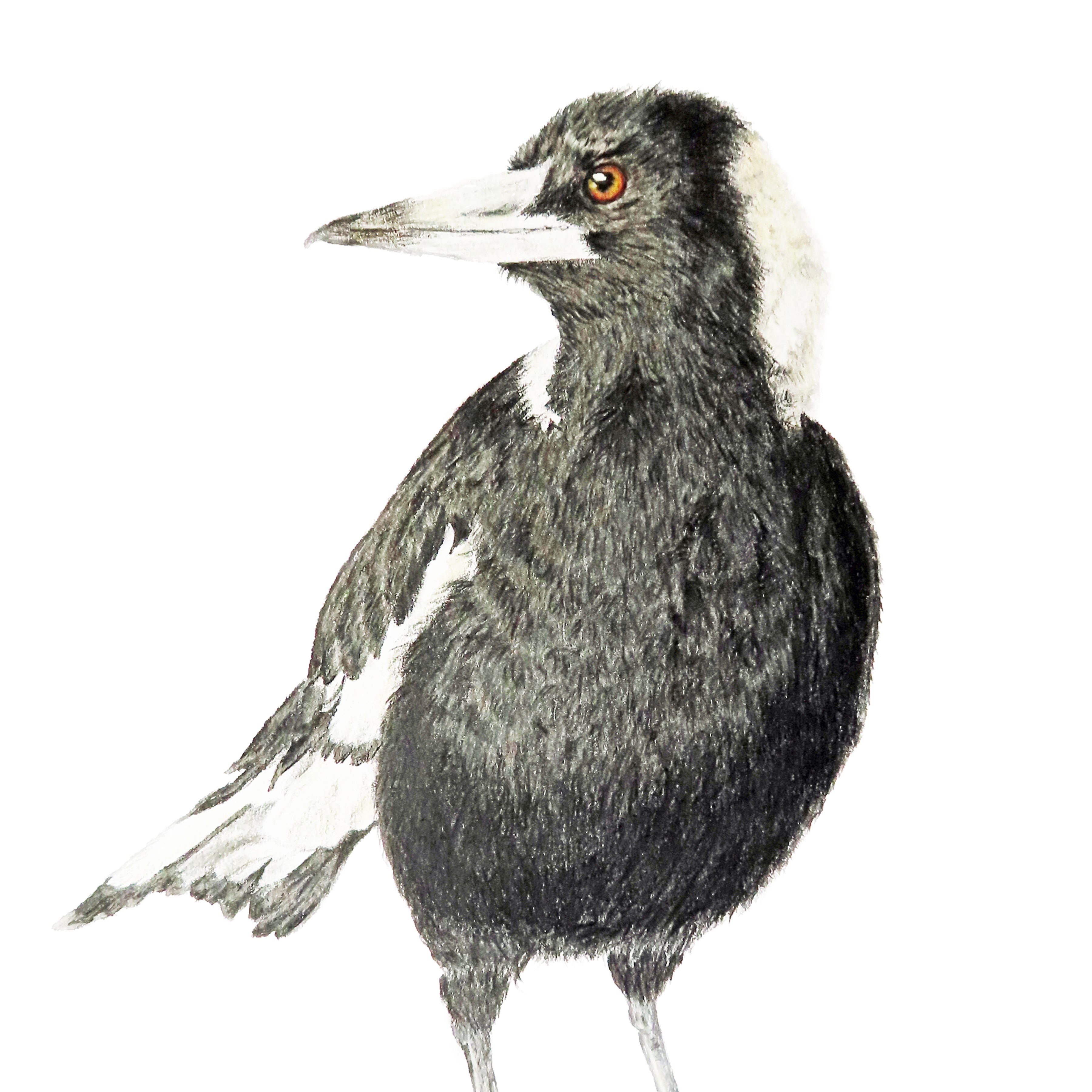 Magpie - "Maggie the Magpie" | Belle Mitchell - Artist and Illustrator