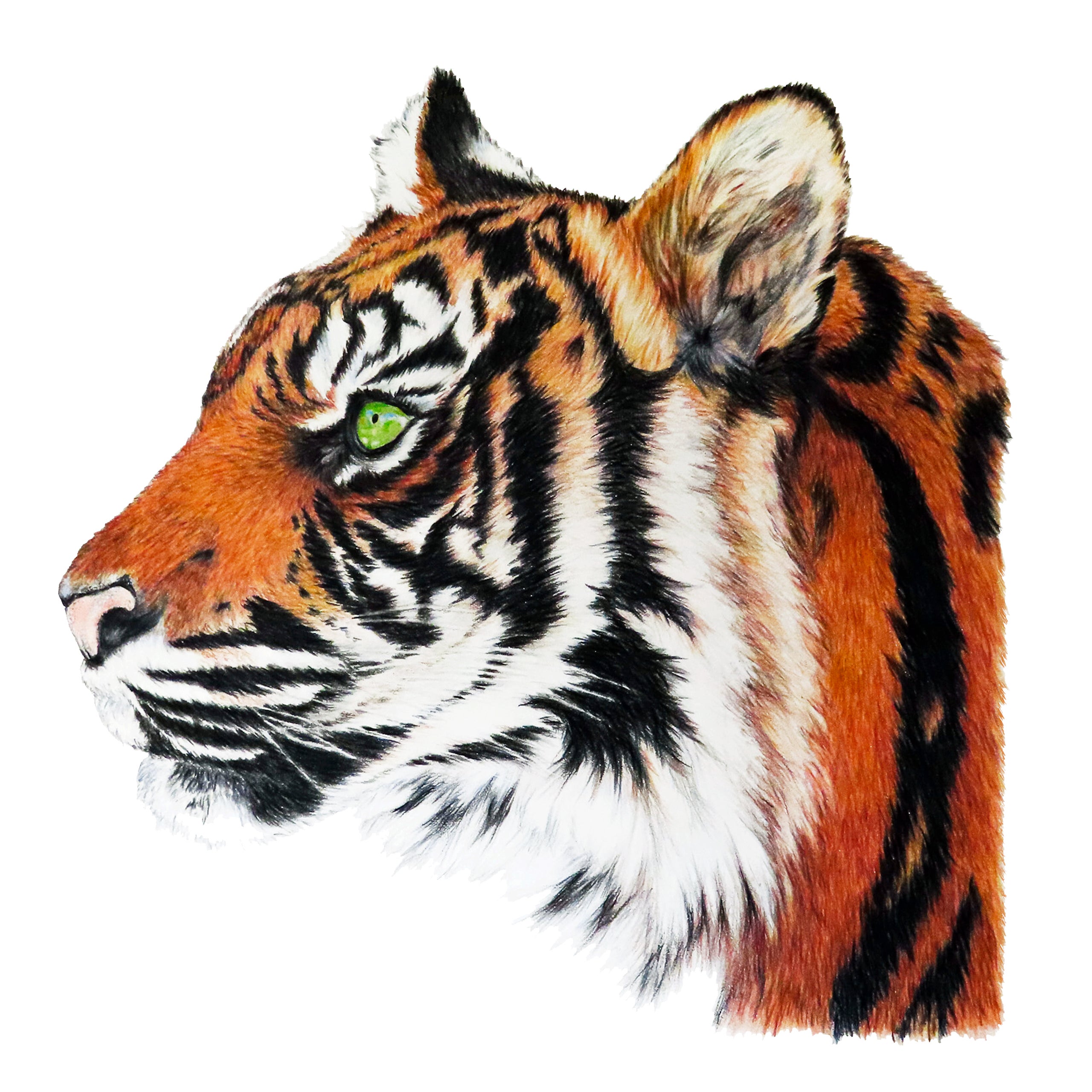 Tiger - "Wild" | Belle Mitchell - Artist and Illustrator